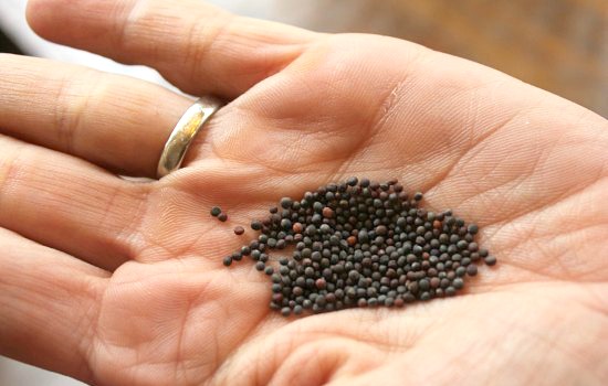 Planting Guide - Starting Turnips from Seed - Dig for Your Dinner